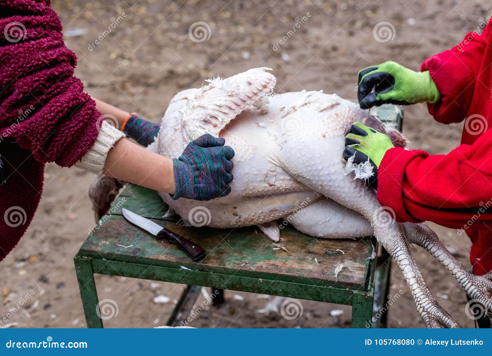 The Process of Removing Feathers from a Dead Turkey. Stock Photo ...