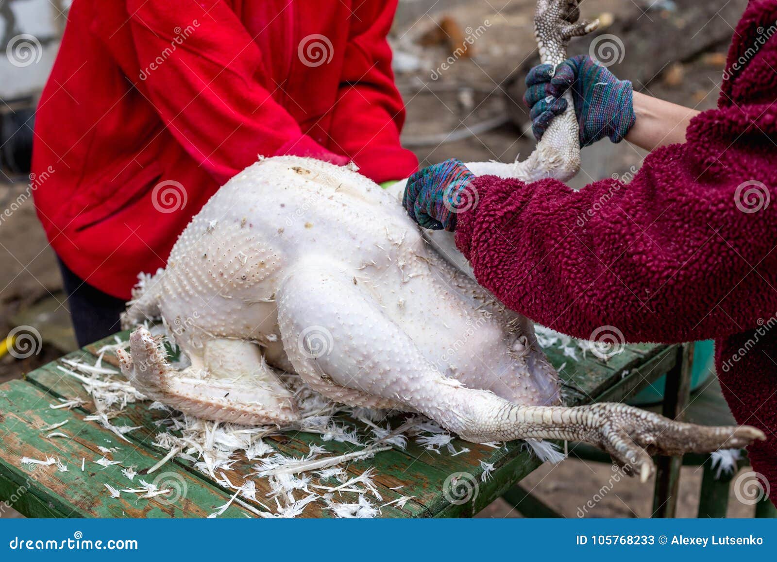 The Process of Removing Feathers from a Dead Turkey. Stock Image ...