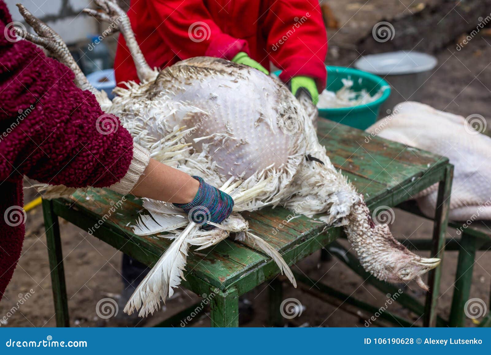 The Process of Removing Feathers from a Dead Turkey Stock Photo - Image of cook, farmer: 106190628