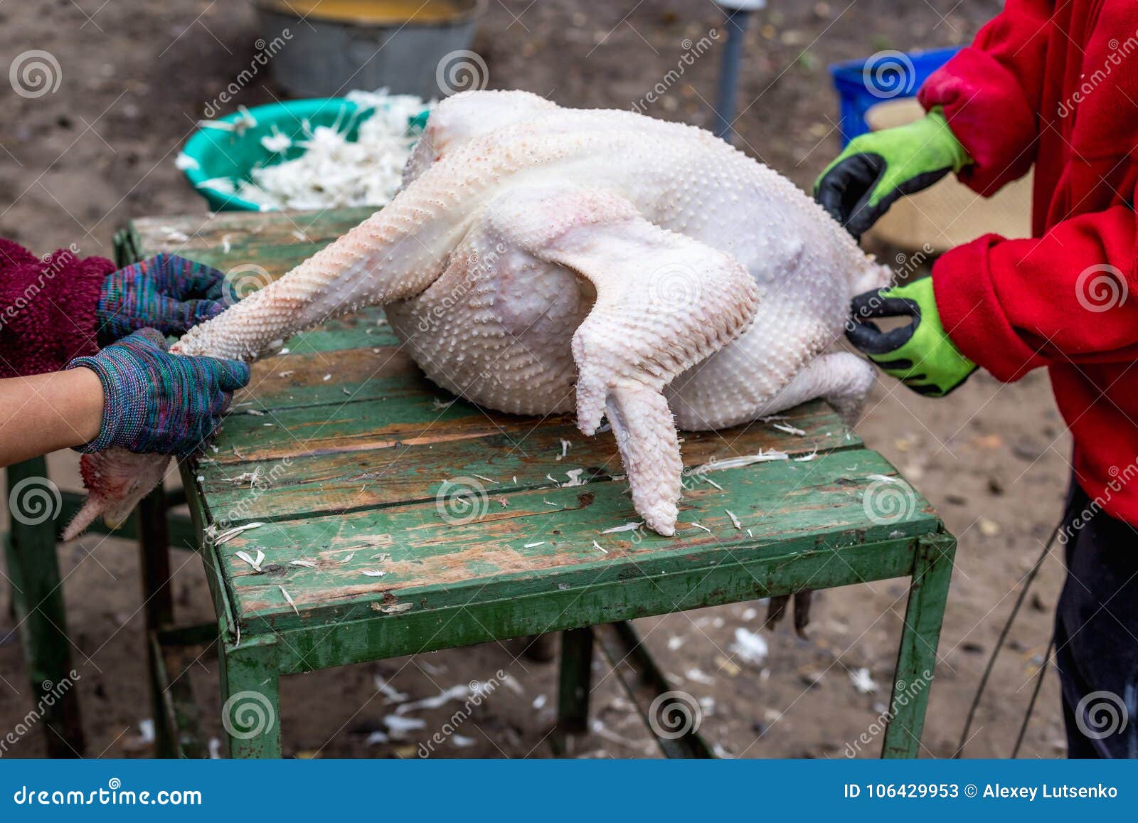 The Process of Removing Feathers from a Dead Turkey. Stock Image ...