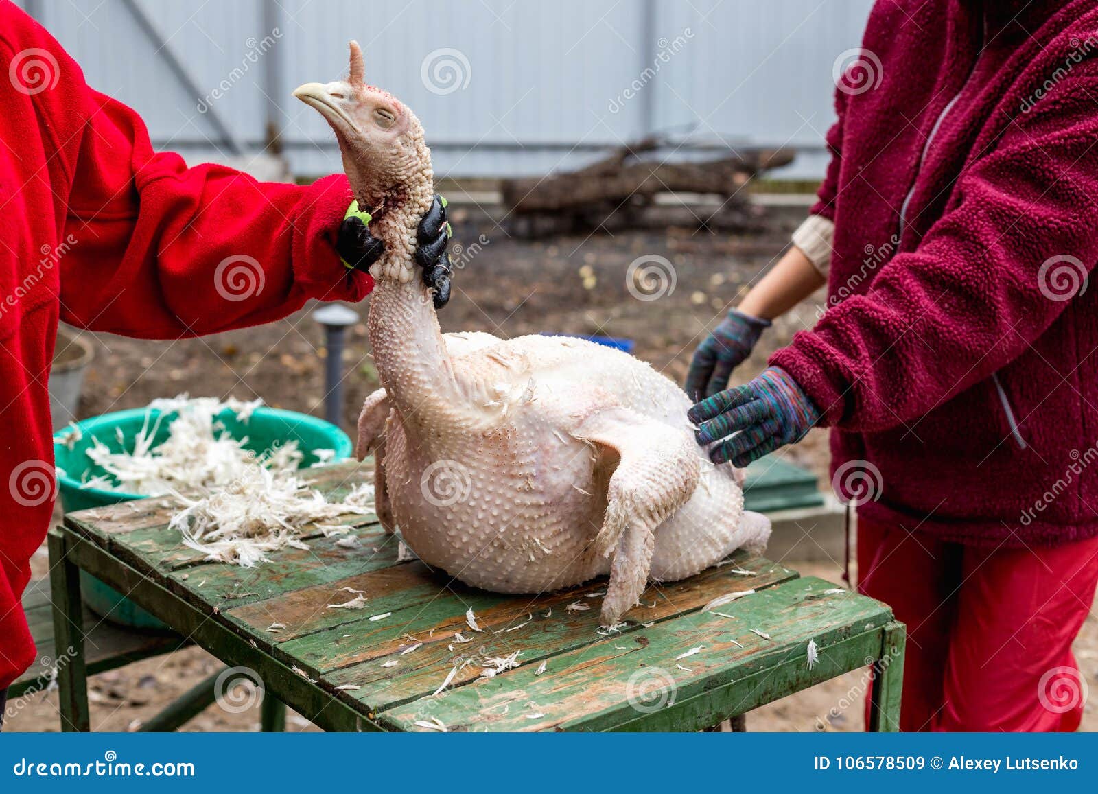The Process of Removing Feathers from a Dead Turkey. Stock Image ...