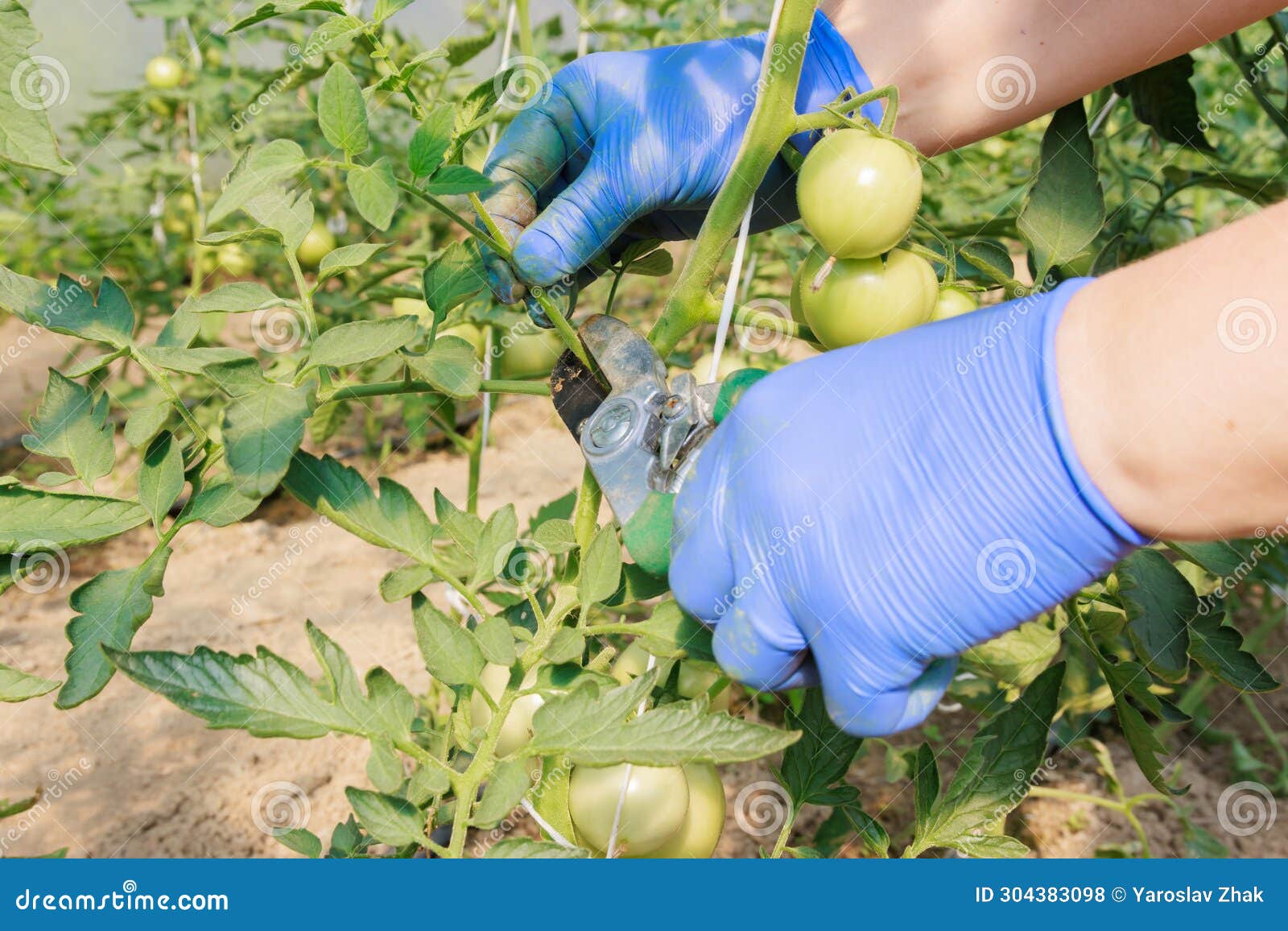 Process of Removing Tomato Suckers Helps Redirect Energy To Fruit ... Process of Removing Tomato Suckers Helps Redirect Energy To Fruit ...