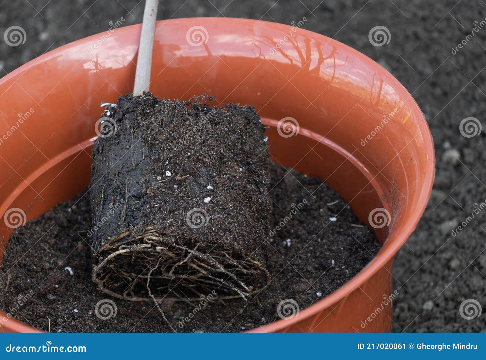 Repotting Of Plant Showing Thick Roots In Soil Shaped Like Flower Pot ...