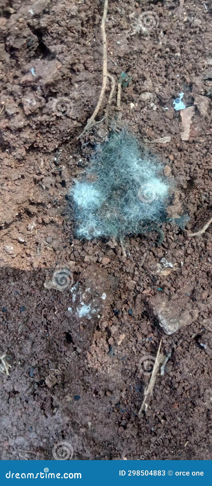 The Process of Rotting Cassava Skin on the Ground Stock Image - Image ...