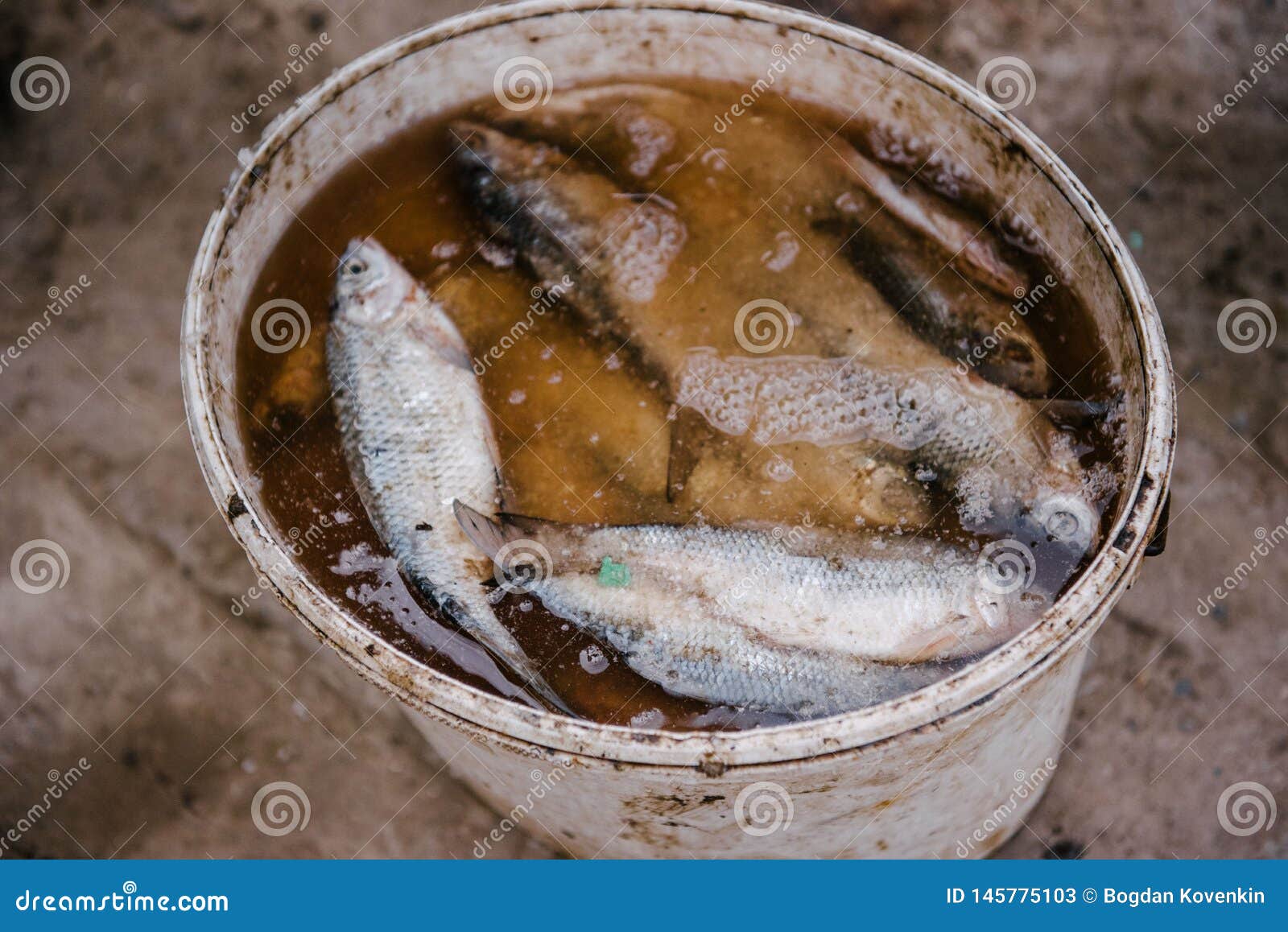 The Process of Salting Caught Fish. Dried Roach Stock Image - Image of ...