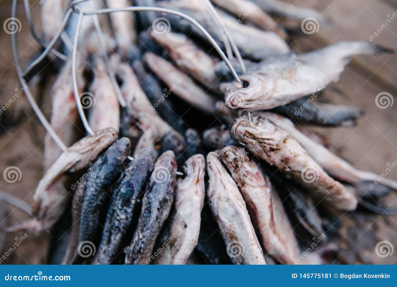 The Process of Salting Caught Fish. Dried Roach Stock Image - Image of ...