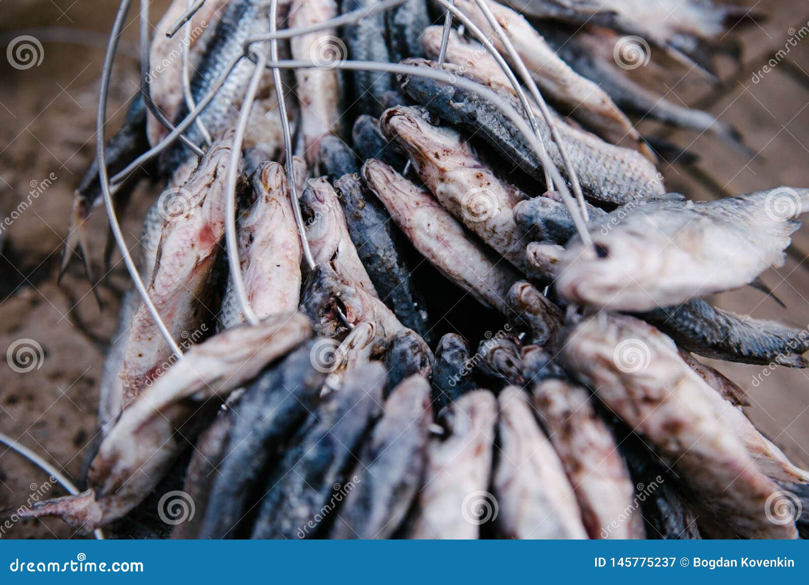 The Process of Salting Caught Fish. Dried Roach Stock Image - Image of ...