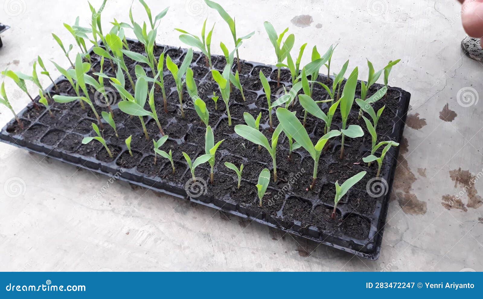 The Process of Seeding Corn Plants in the Planting Medium so Stock ...