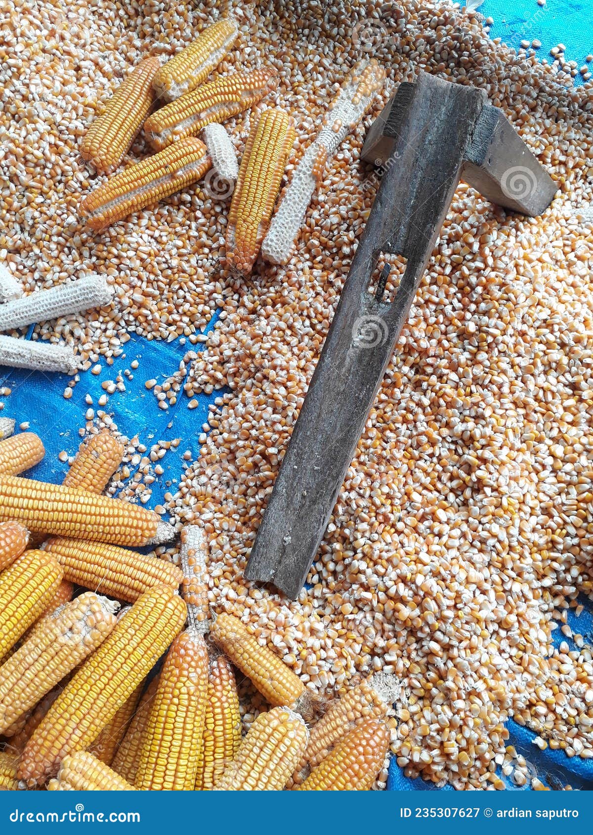 The Process of Separating Corn Kernels from the Cob with a Simple Tool ...