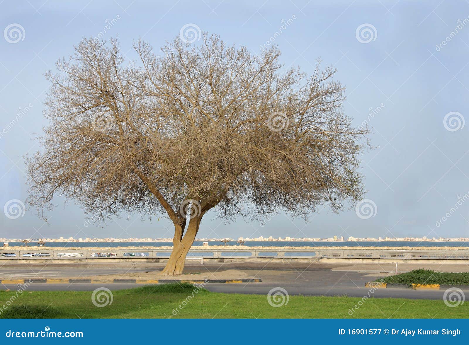 Process of Shedding and Replacement of Leaves Stock Image - Image of ...