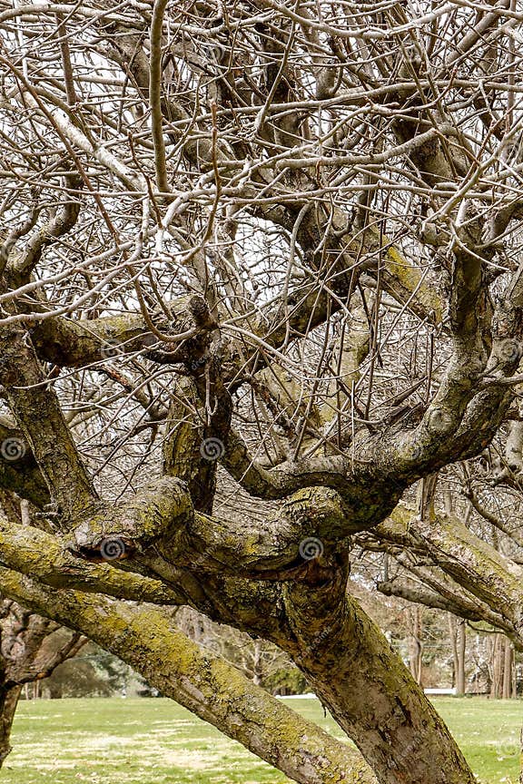 Process of Shedding and Replacement of Leaves in a Tree Stock Image ...