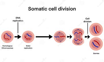 Process of Somatic Cell Division, Specifically Mitosis, the Key Stages of Cell Division Stock ...