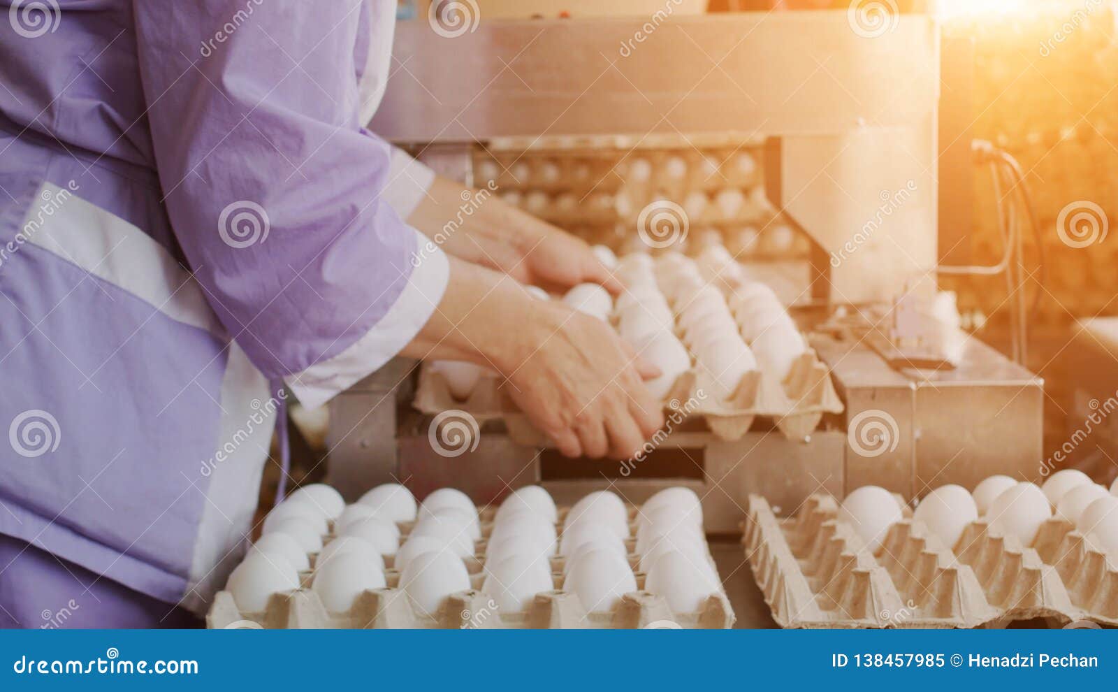 The Process of Sorting and Culling Chicken Eggs at a Poultry Farm ...