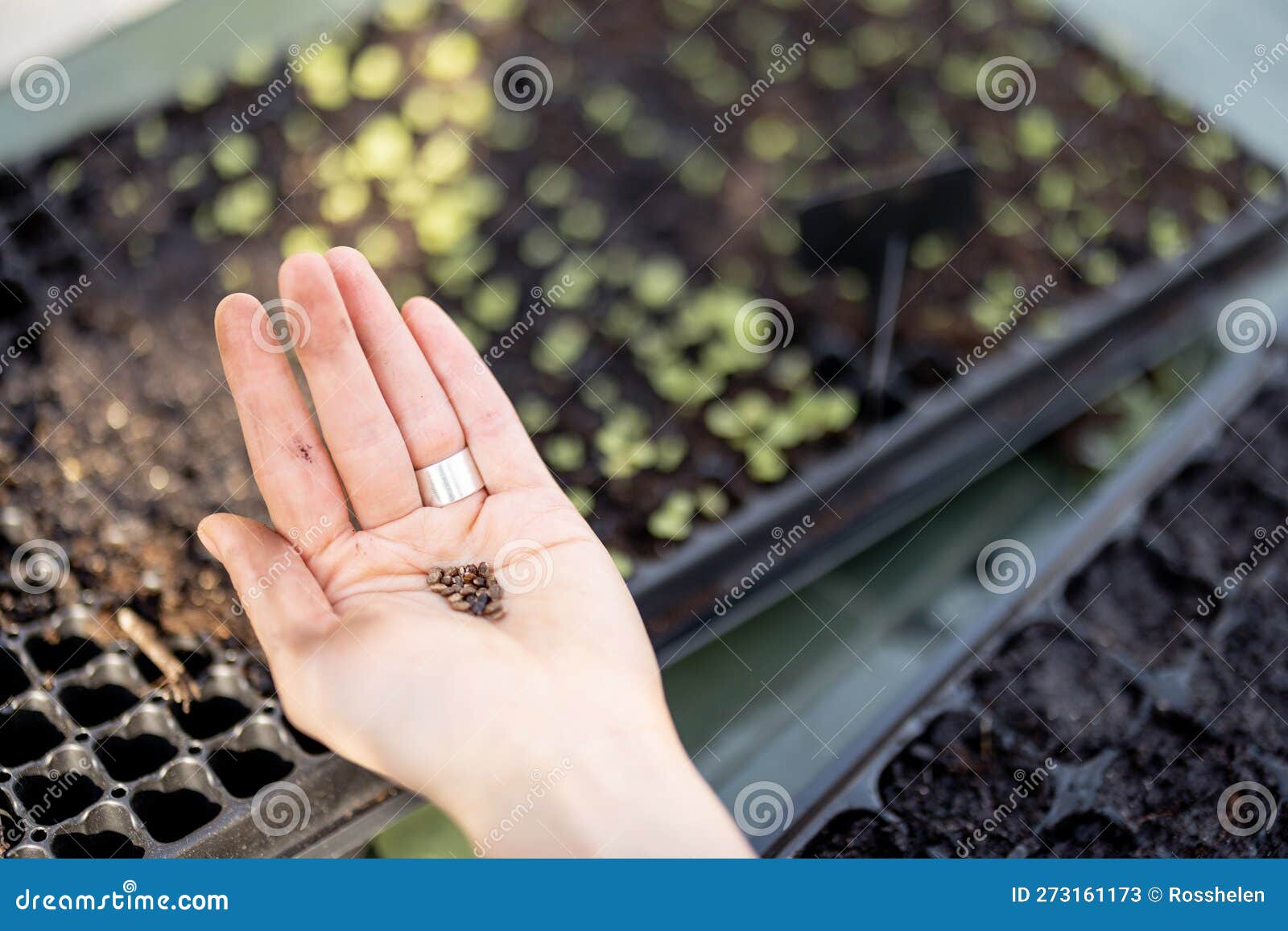 The Process of Sowing Seeds into Seedling Trays Stock Image - Image of ...