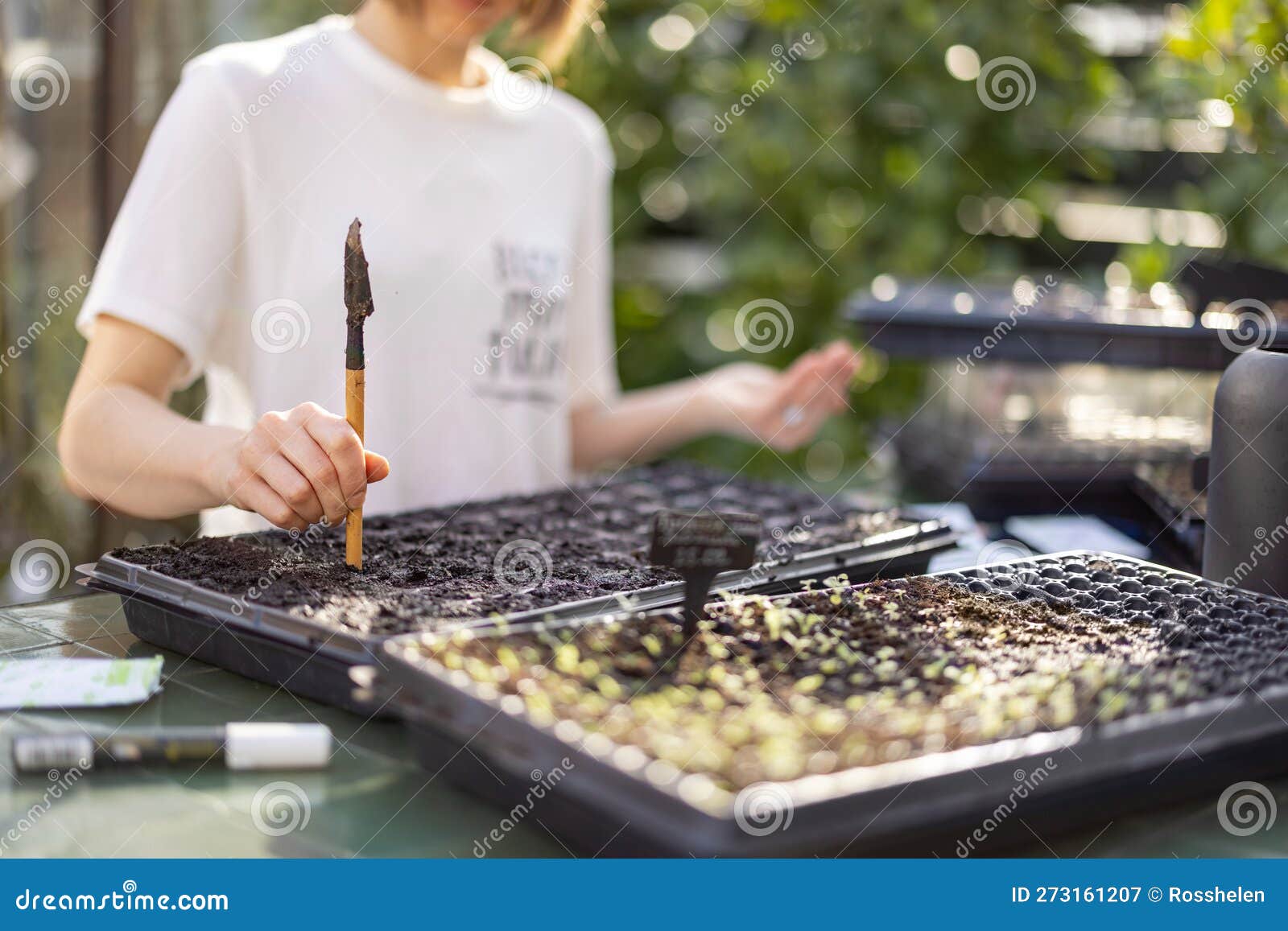 The Process of Sowing Seeds into Seedling Trays Stock Image - Image of ...