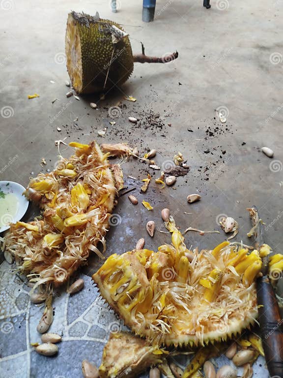 The Process of Splitting Ripe Jackfruit Stock Image - Image of ripe ...