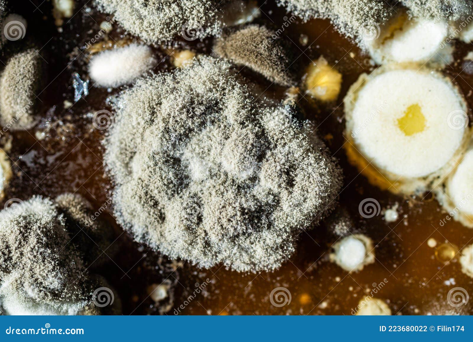 The Process of Spoiling Food Close-up. Study of the Nature of Mold ...