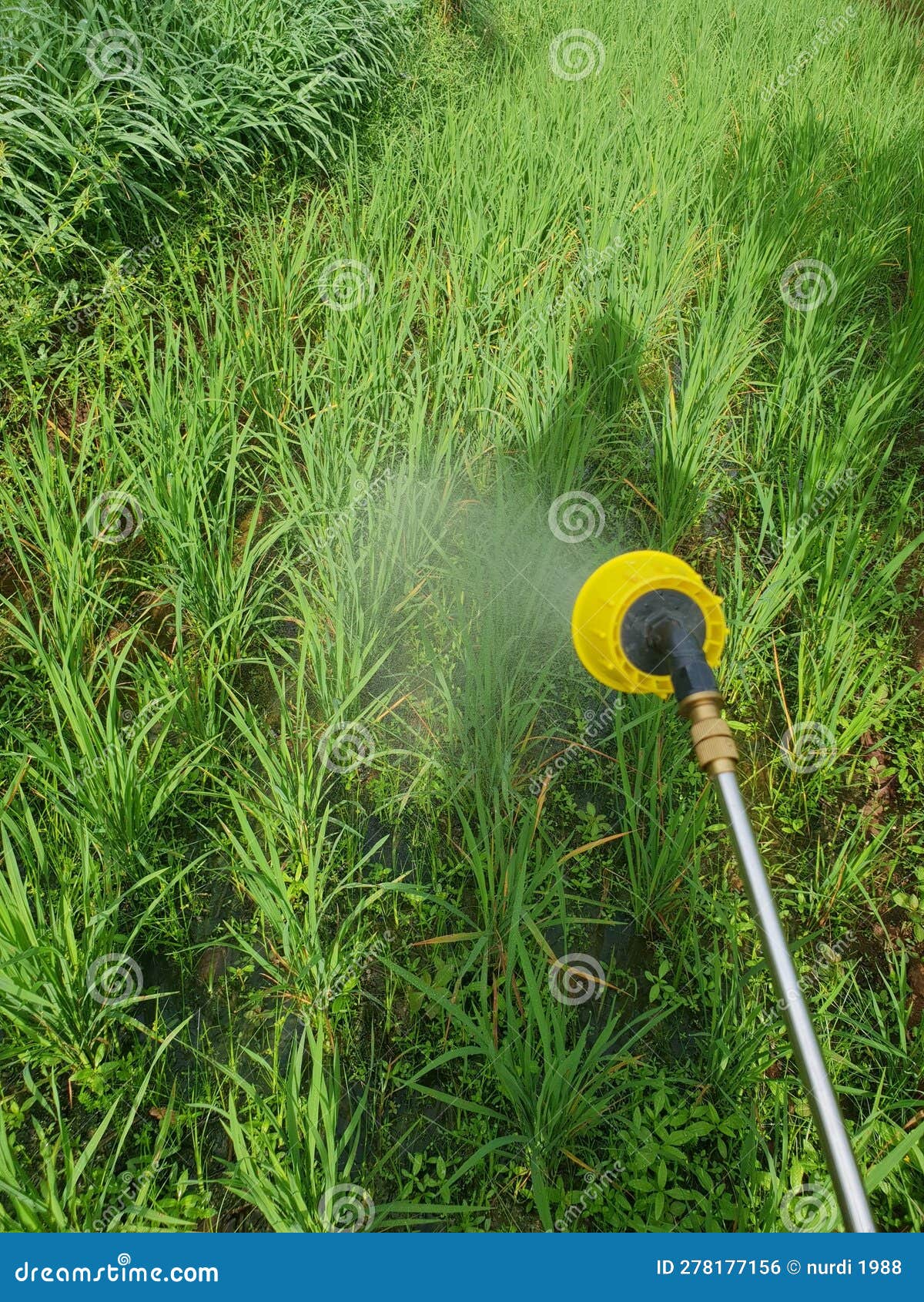 The Process of Spraying Rice To Control Planthopper Pests? Stock Photo ...