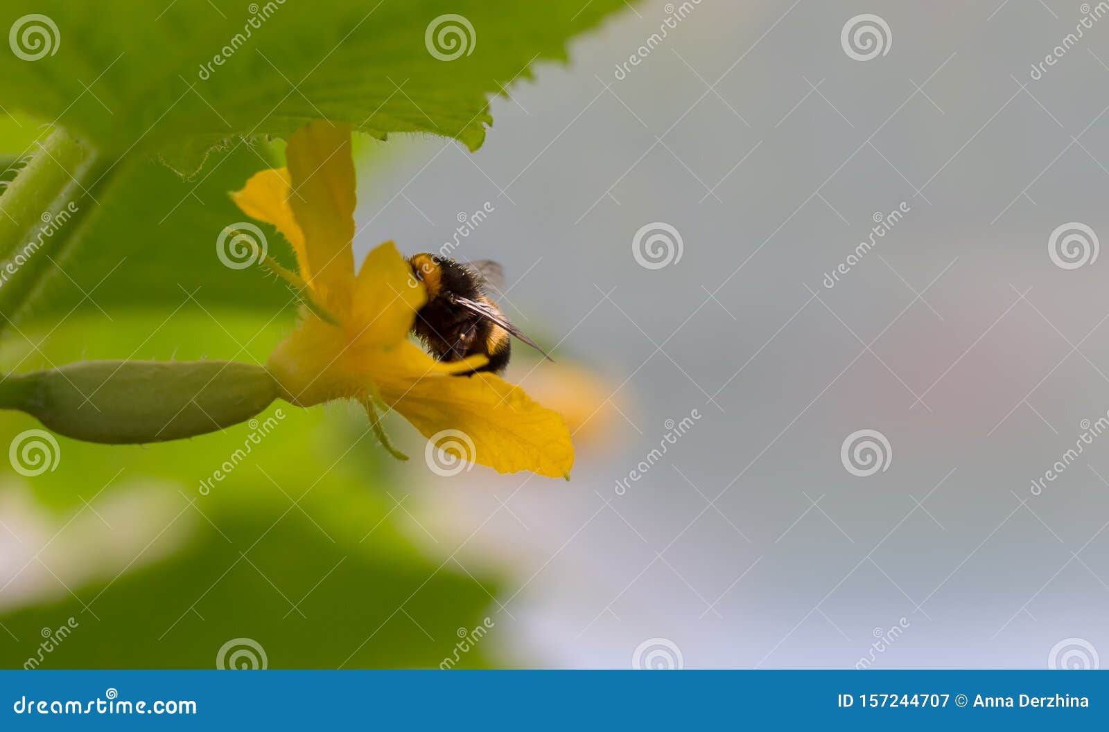 The Process of Spreading Pollen by Bees. Stock Image - Image of ...