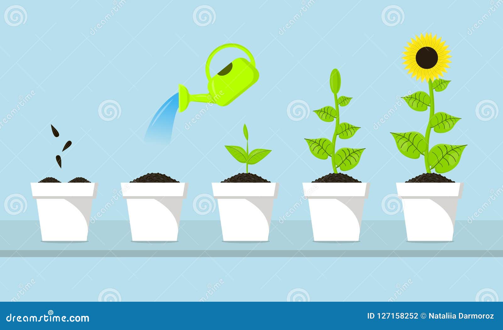 Sunflower Growth Stages. Agriculture Plant Development. Helianthus ...