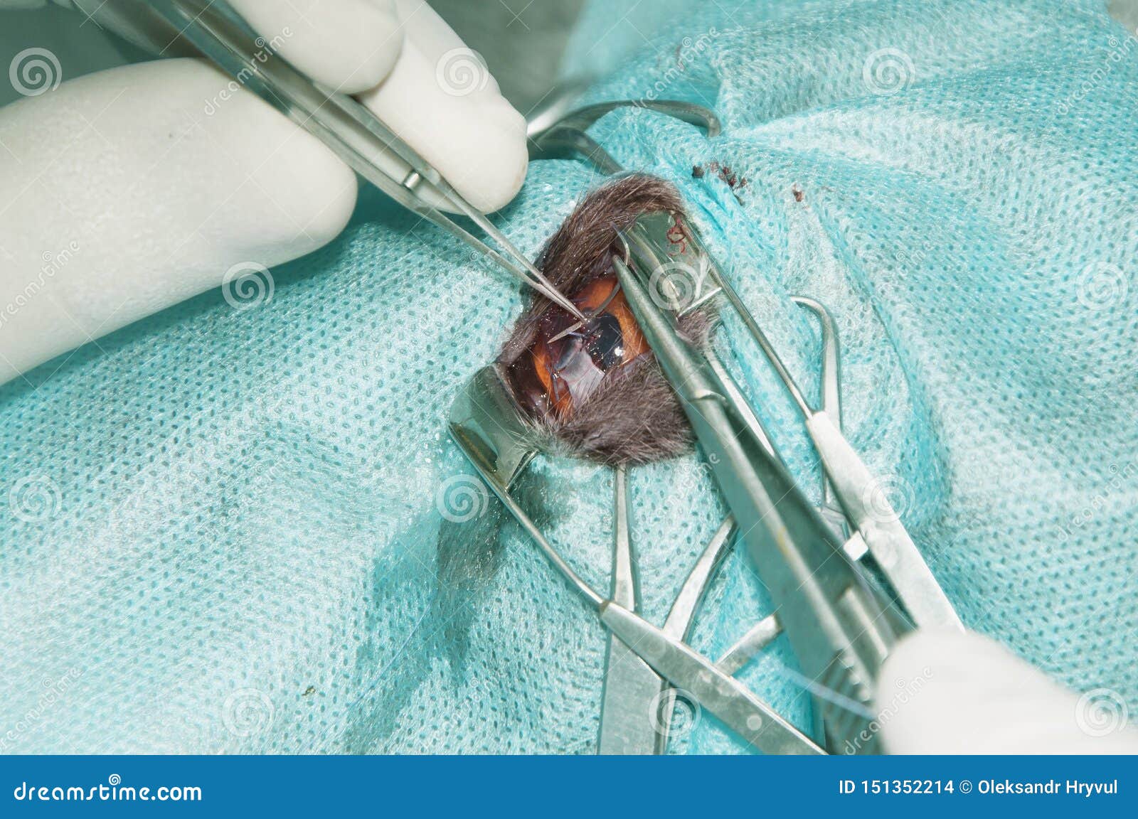 Process Suturing of the Third Eyelids To the Cornea Concept ...