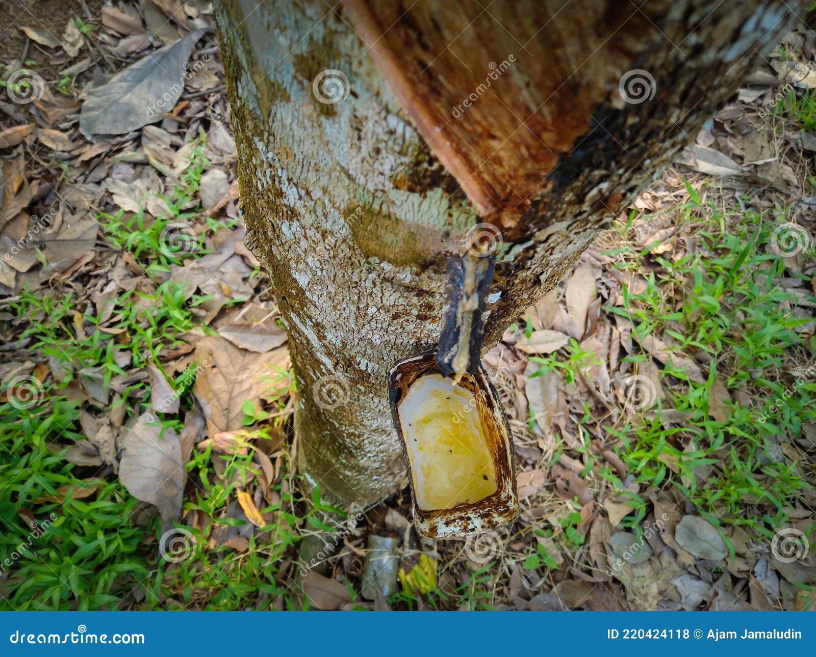 The Process of Taking Rubber Tree Sap from the Hulled Tree Trunk ...
