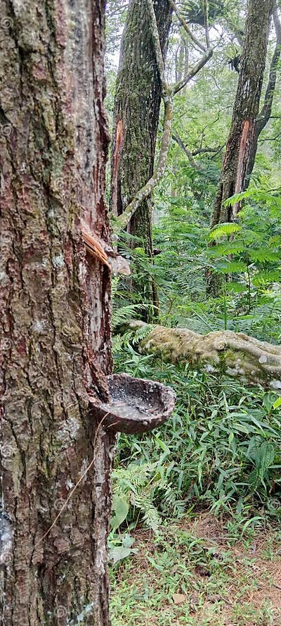 The Process of Tapping Pine Tree Sap Stock Image - Image of pine, tree ...