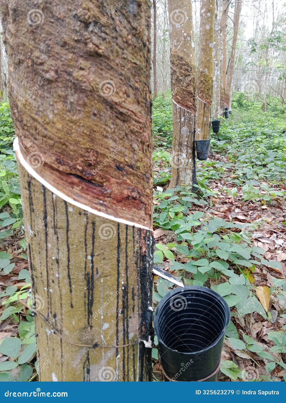 The Process of Tapping Rubber Sap is Carried Out in the Morning Stock ...