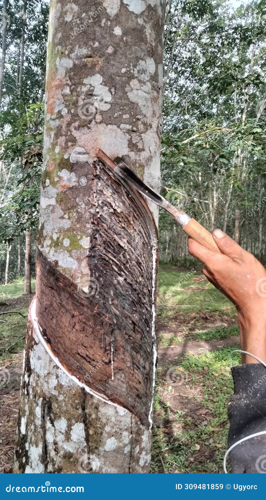 In the Process of Tapping the Sap from the Rubber Tree Stock Image ...