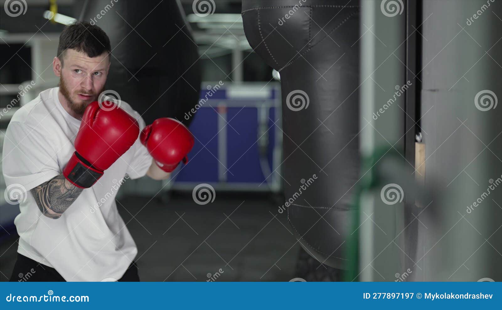 Process of Training a Male Boxer, Slow Motion Stock Video - Video of ...