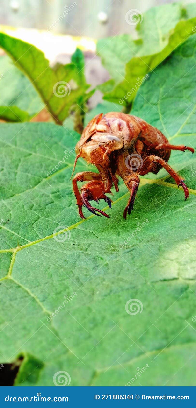 Process of Transformation of an Animal Stock Photo - Image of process ...