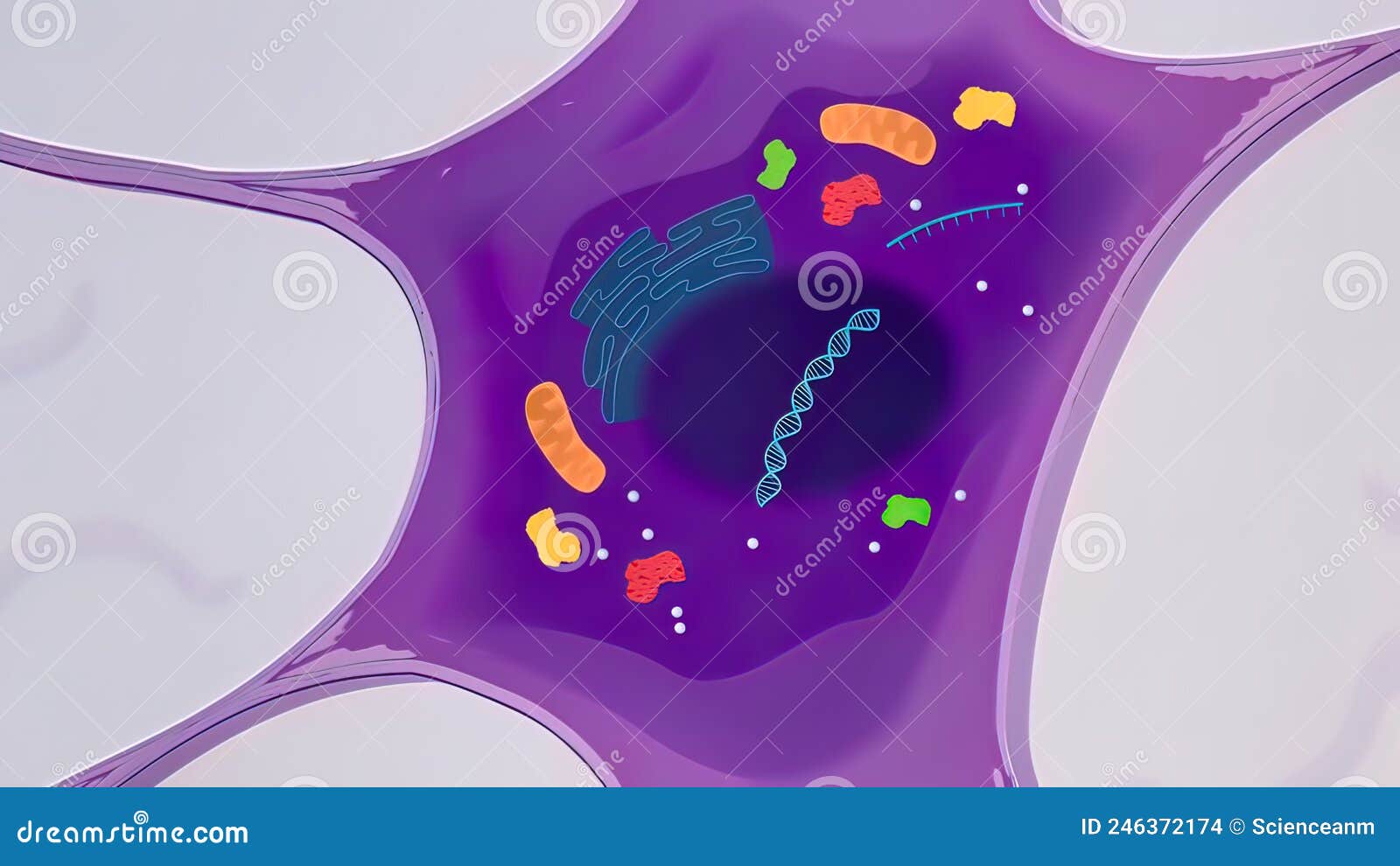 The Process of Transformation of Genes with DNA Sequences into ...