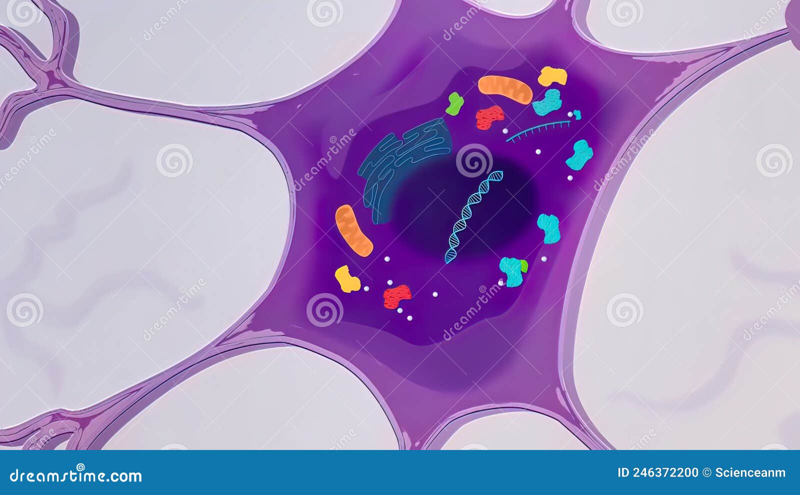 The Process of Transformation of Genes with DNA Sequences into ...