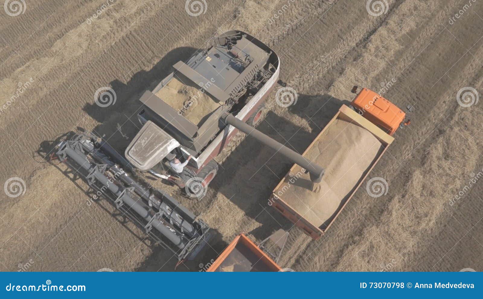 Process of Unloading Grain from Combine To Harvest in Back of a Truck ...
