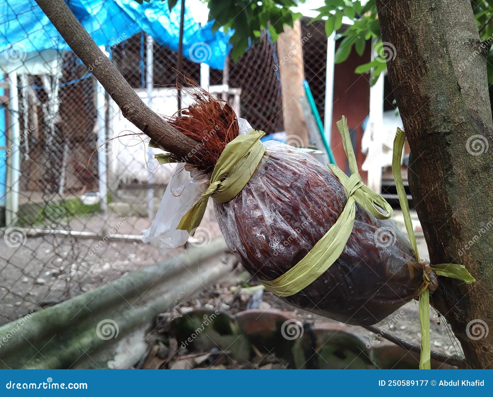 The Process of Grafting Plants or Also Called the Vegetative Technique ...