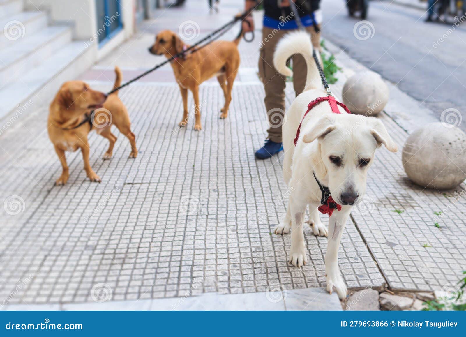 Process of Walking with Dogs in a Countryside Park, Professional Dog ...