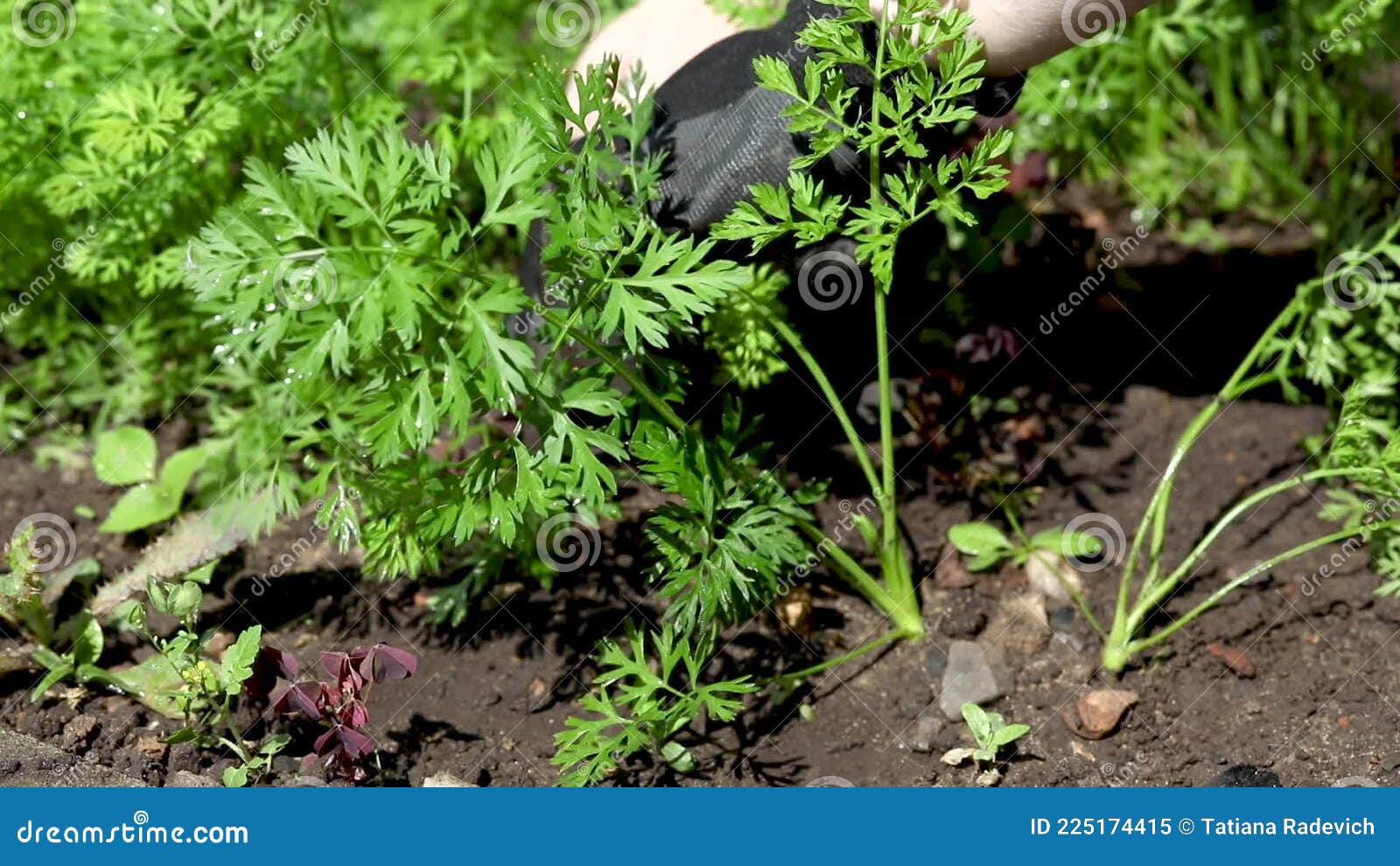 The Process of Weeding a Bed with Carrots in a Vegetable Garden by a ...