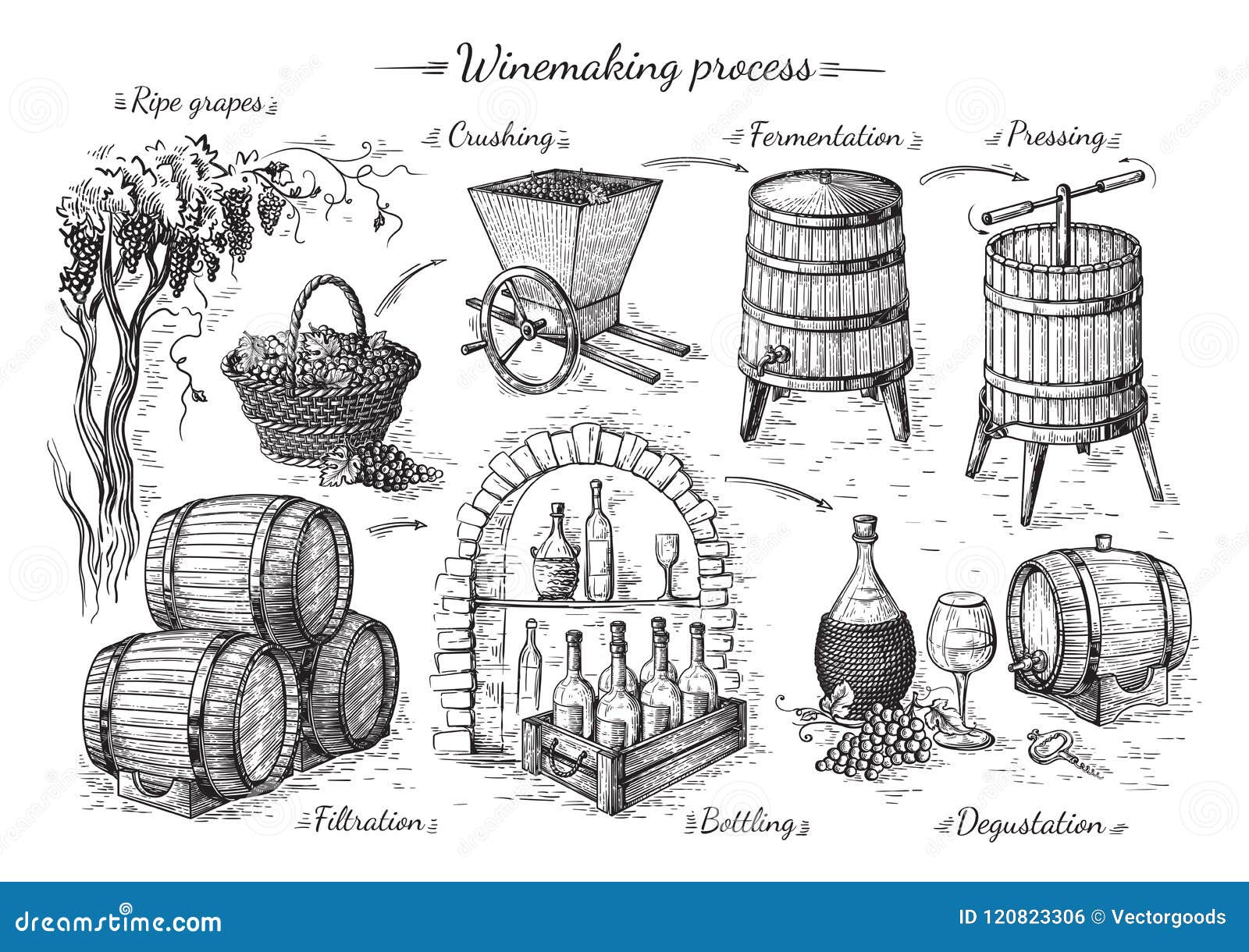 Process of wine production stock vector. Illustration of aging - 120823306