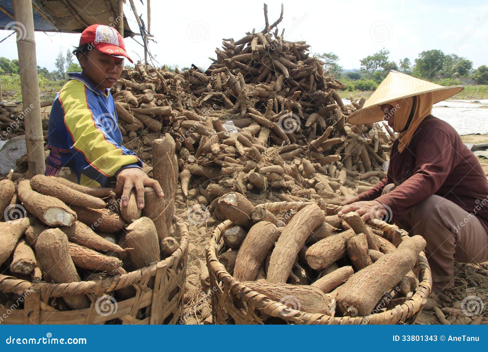 Processamento da mandioca foto de stock editorial. Imagem de producto ...