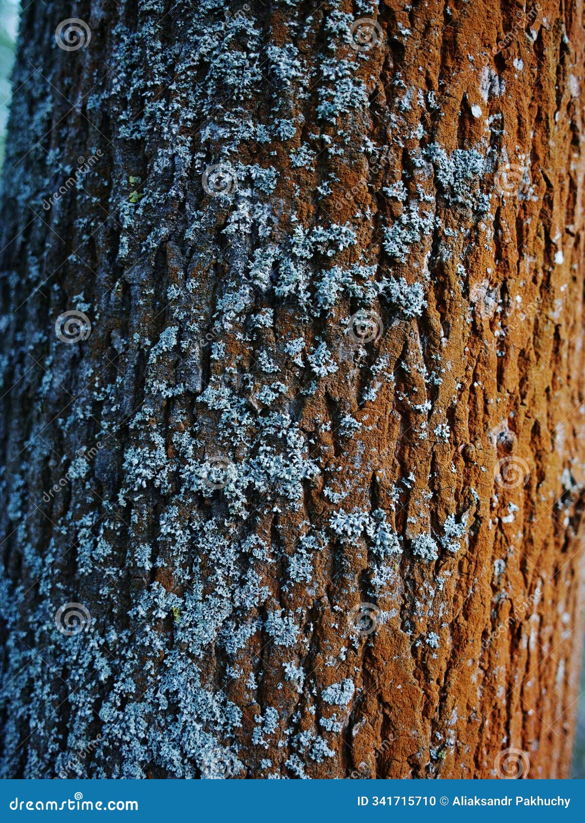 Processed Collage of Old Black Tree Bark Surface Texture. Stock Photo ...