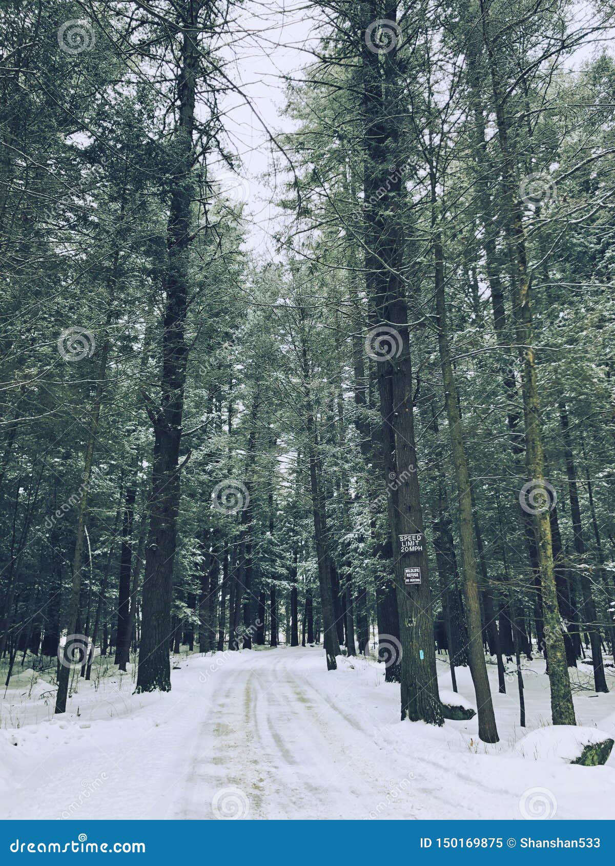 The Empty Road Go through Woods Stock Image - Image of covered, empty ...