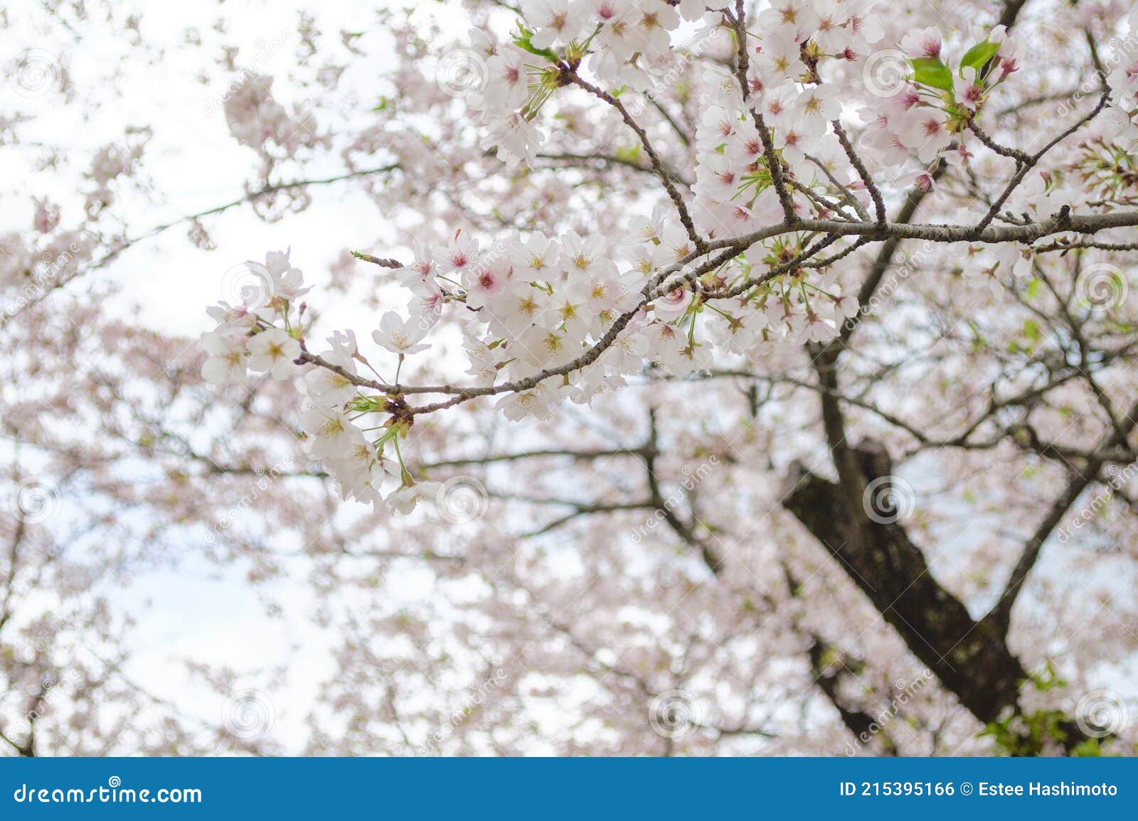 Beautiful sakura tree stock photo. Image of nature, processed - 215395166