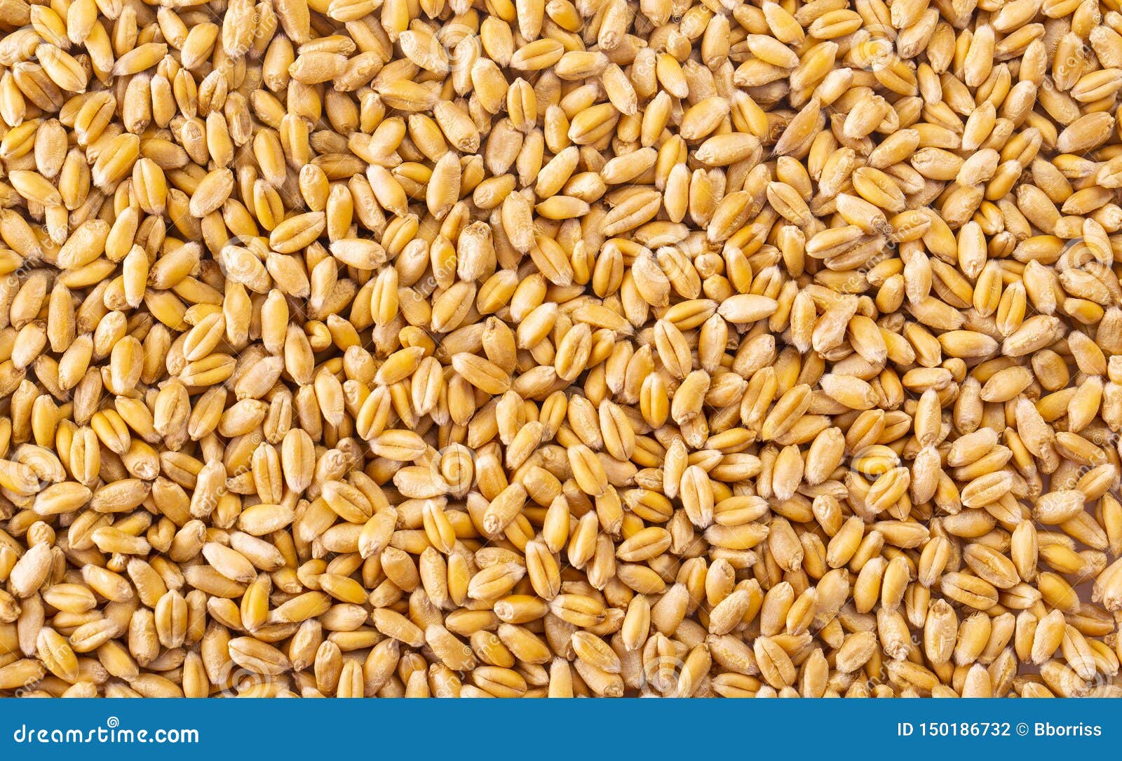 The Processed Organic Wheat Grains As Agricultural Background Stock ...