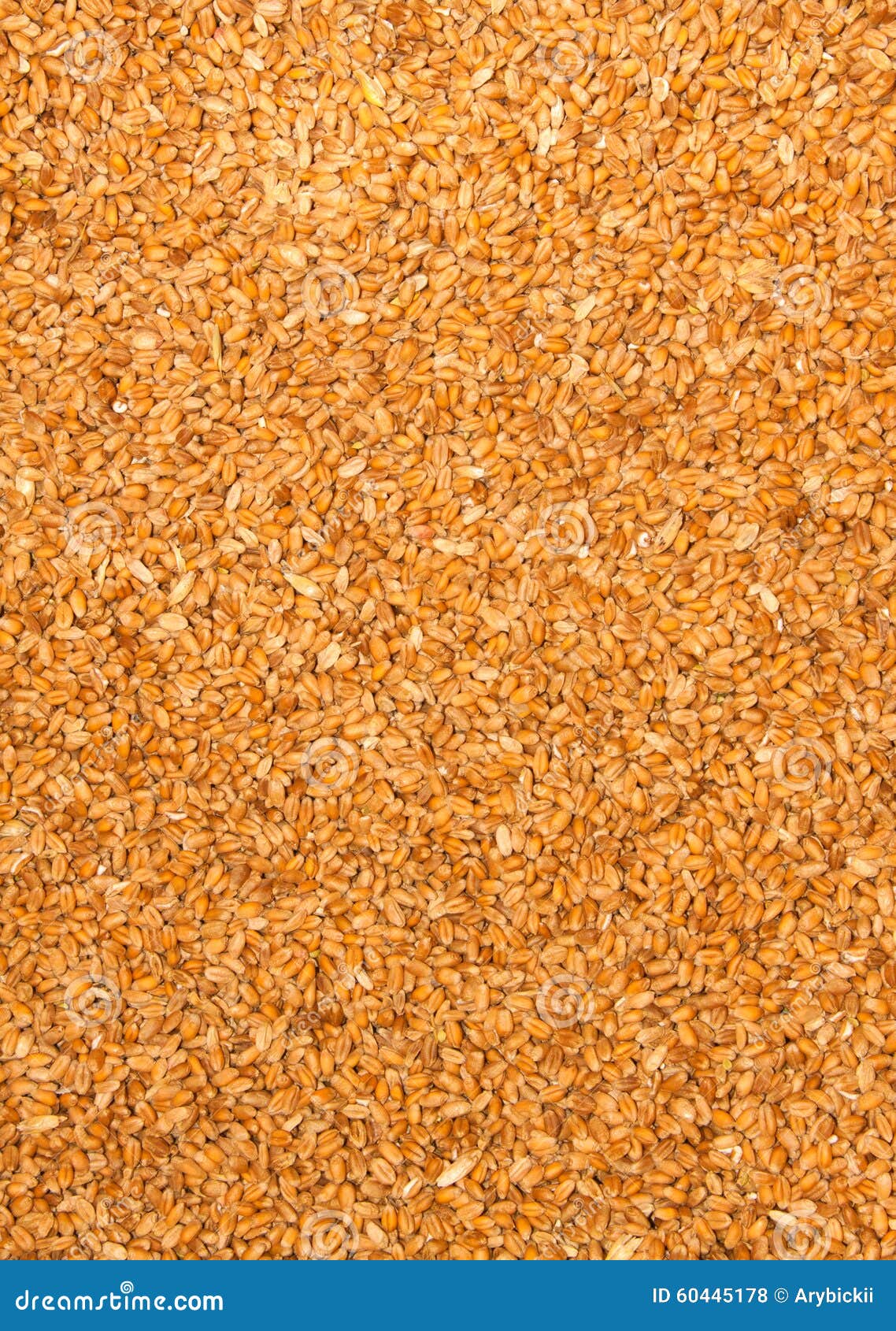 Processed Organic Wheat Grains Stock Photo - Image of biotechnology ...