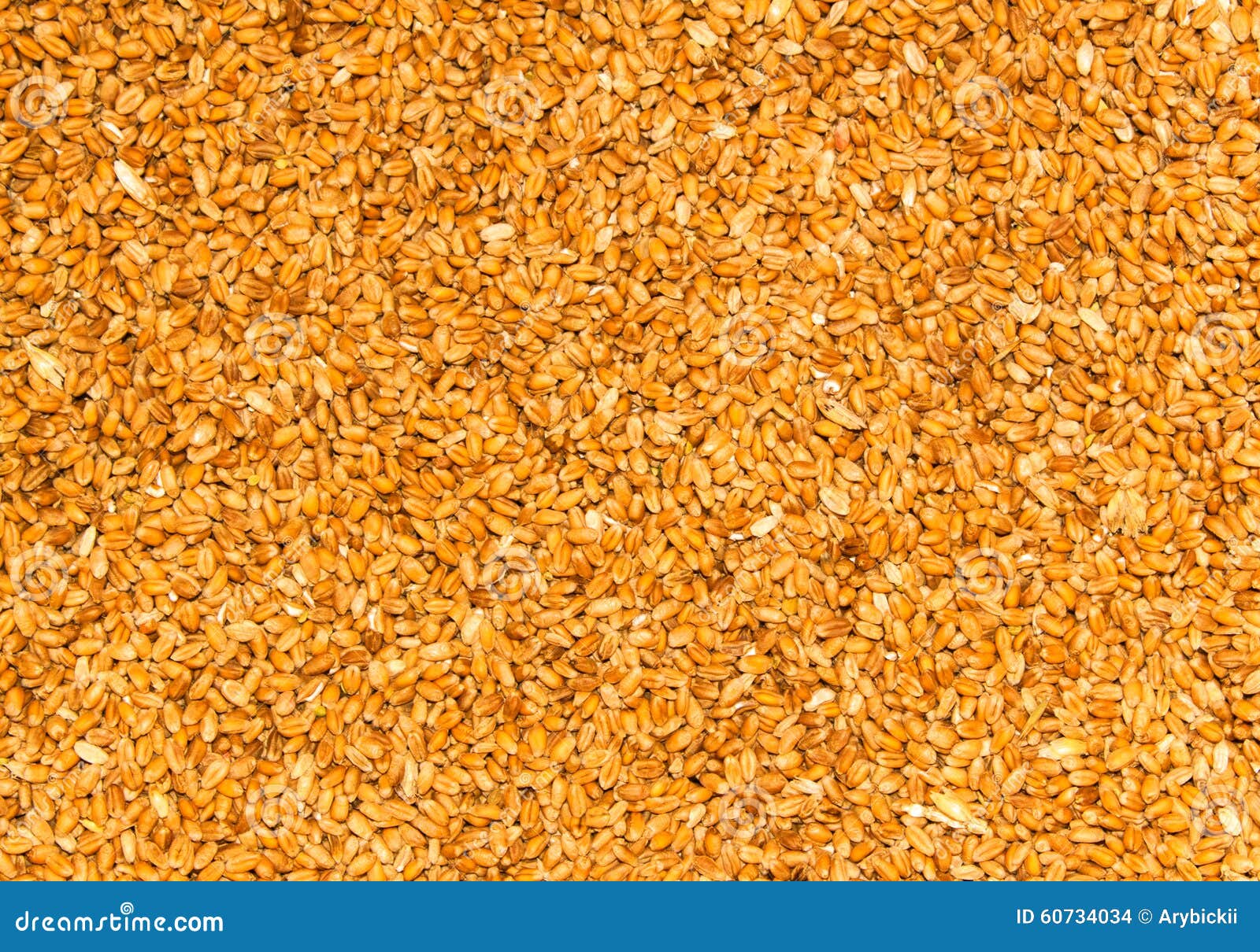 Processed Organic Wheat Grains Stock Photo - Image of grain, cereal ...
