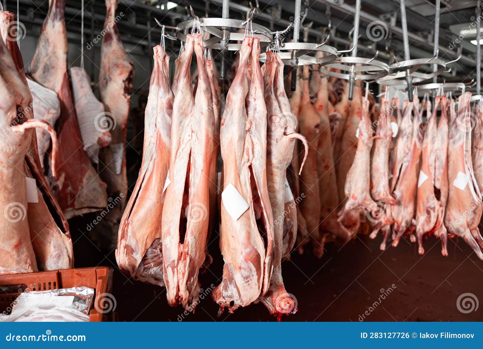 Rows of Pig Carcasses Hanging from Hooks in Storage of Butcher Store ...