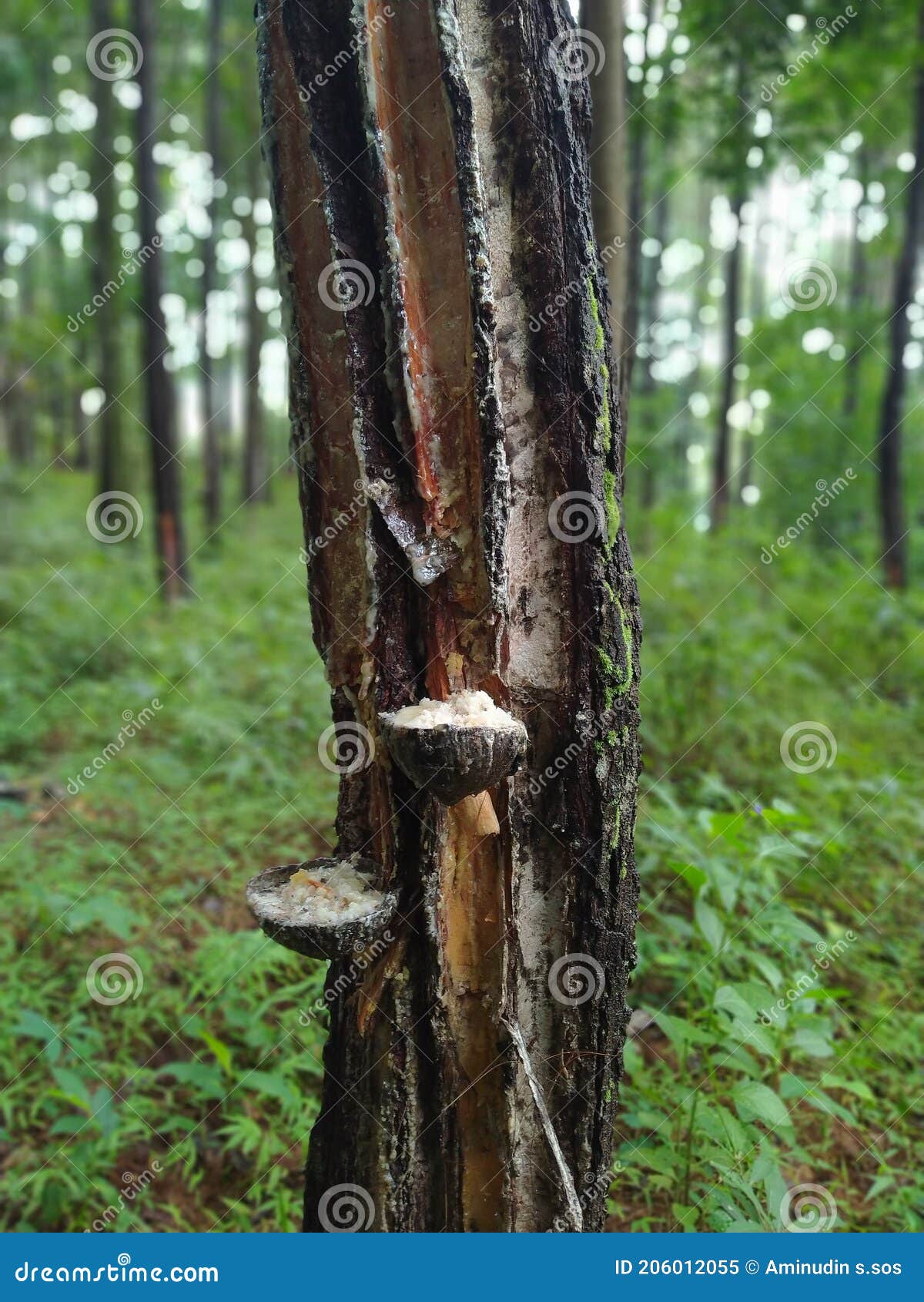 Processed of tap pine sap stock image. Image of trunk - 206012055
