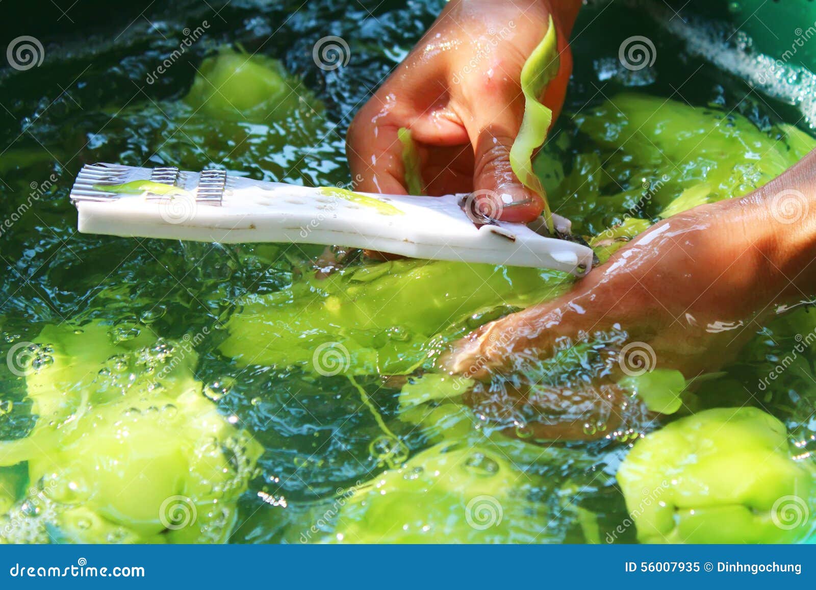 Processed vegetables stock image. Image of cooking, bulgarian - 56007935