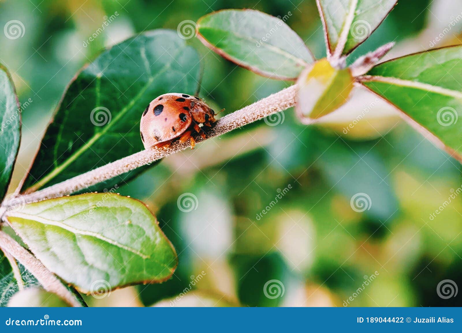 Close Up Lady Bug on the Green Leaf Lady Bug Eating Green Leaves Bugs ...