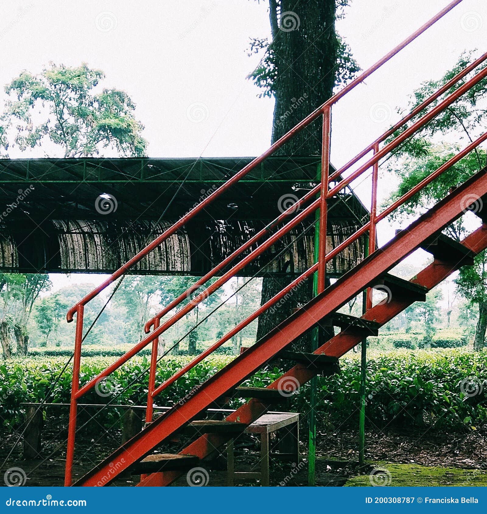 Different Perspective in Tea Tree Garden Lawang Stock Image - Image of ...